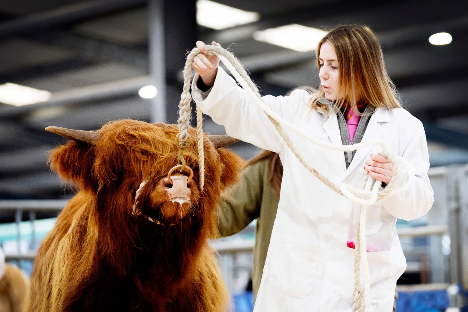 Highland Handbook — Highland Cattle Society