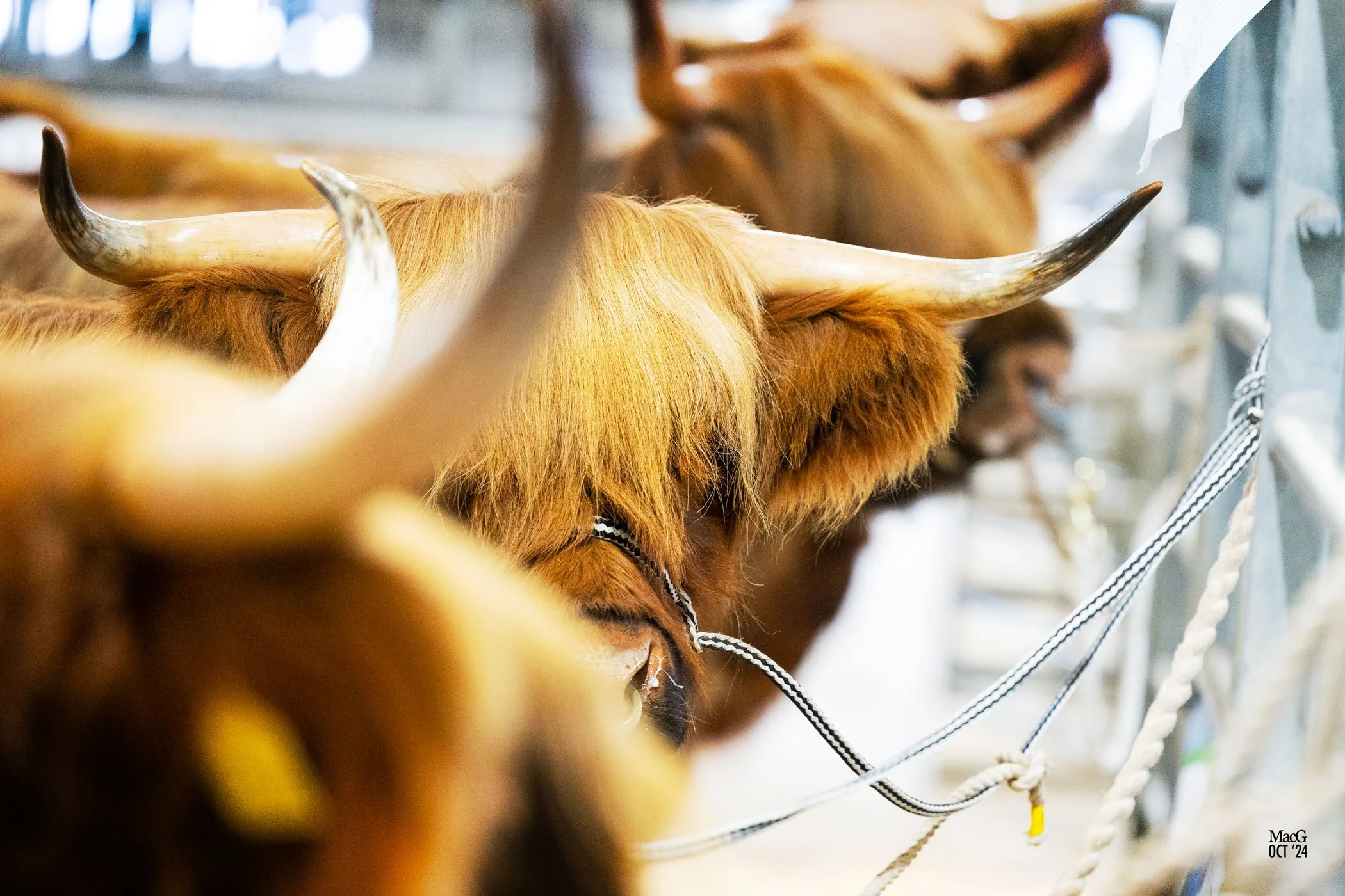 Heights and weights — Highland Cattle Society