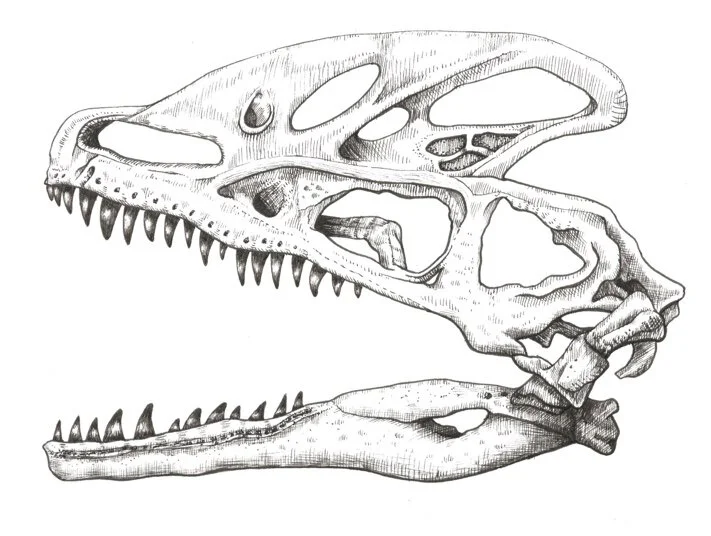 Guanlong Skull