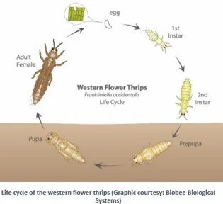 Thrips | Explore Treatment Solutions — Aroidpedia