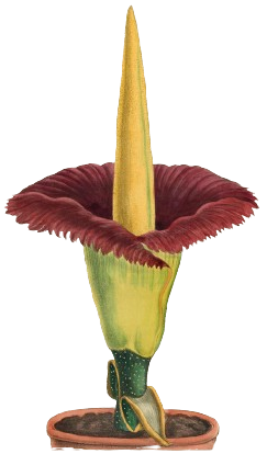 Amorphophallus — Aroidpedia