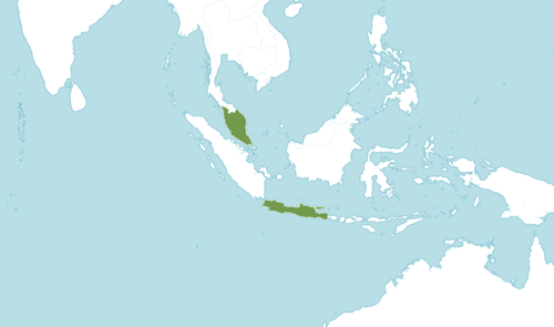 ALOCASIA PUBER — Aroidpedia