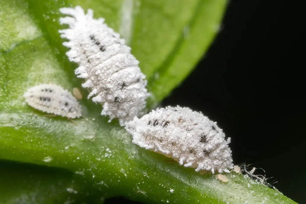 Mealybugs | Effortlessly Tackle Infestations — Aroidpedia