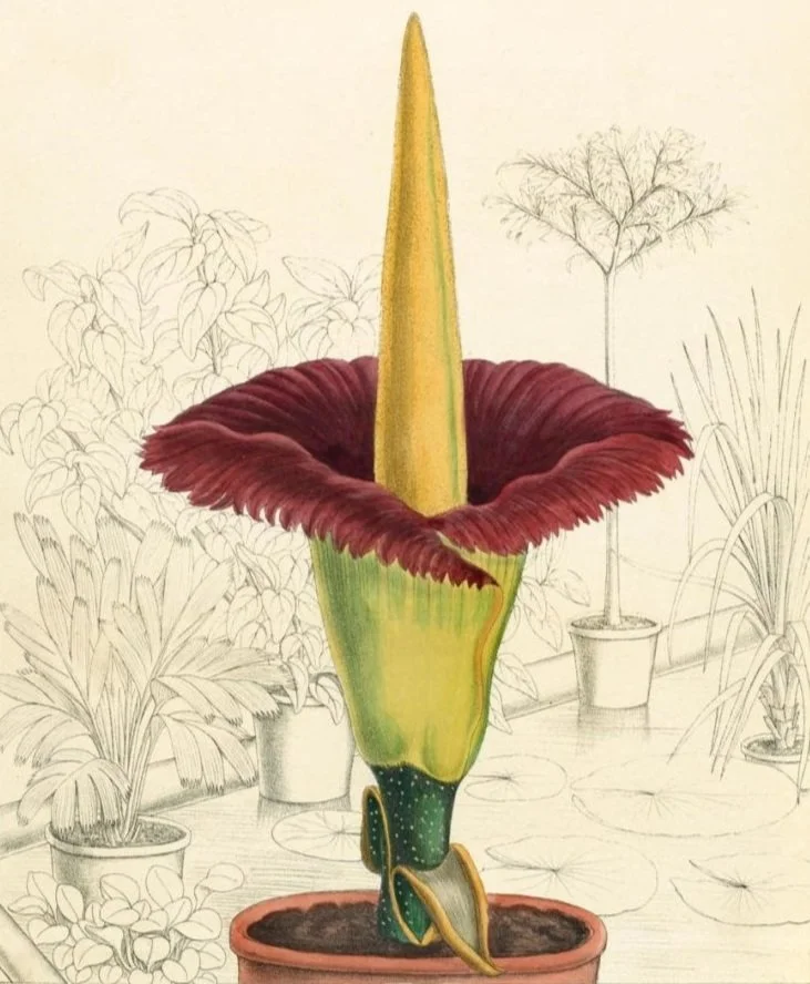 Aroidpedia | Explore Aroid Diversity