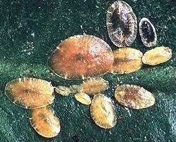 Soft Scales | Control Infestations Now — Aroidpedia