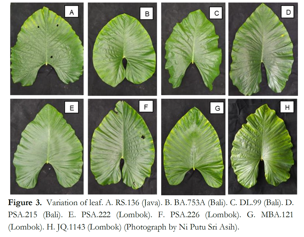ALOCASIA ALBA — Aroidpedia