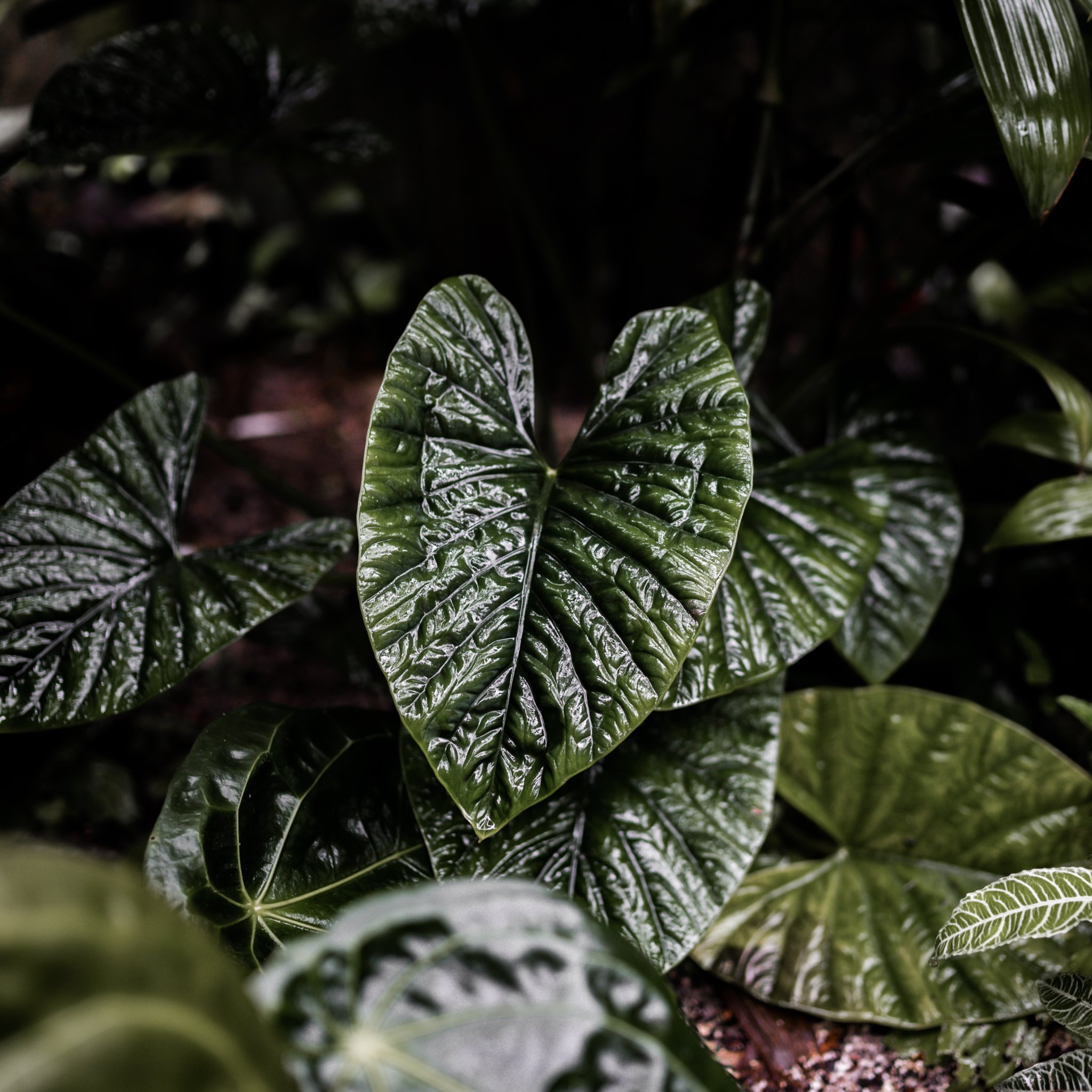 Aroidpedia | Explore Aroid Diversity