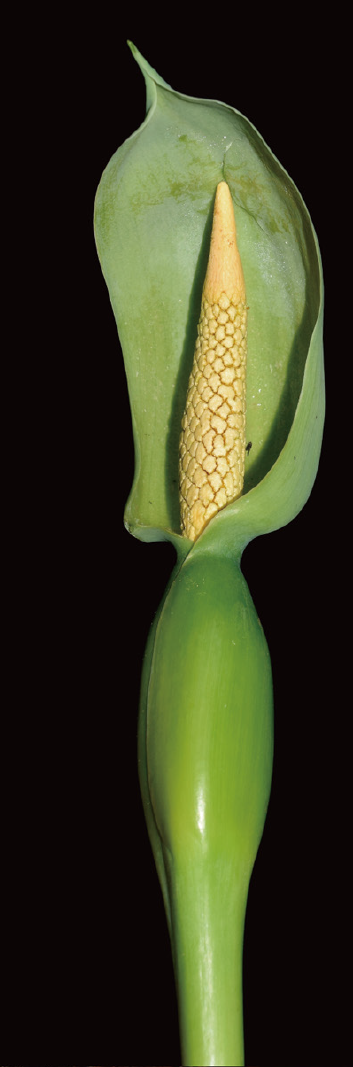 ALOCASIA YUNQIANA — Aroidpedia