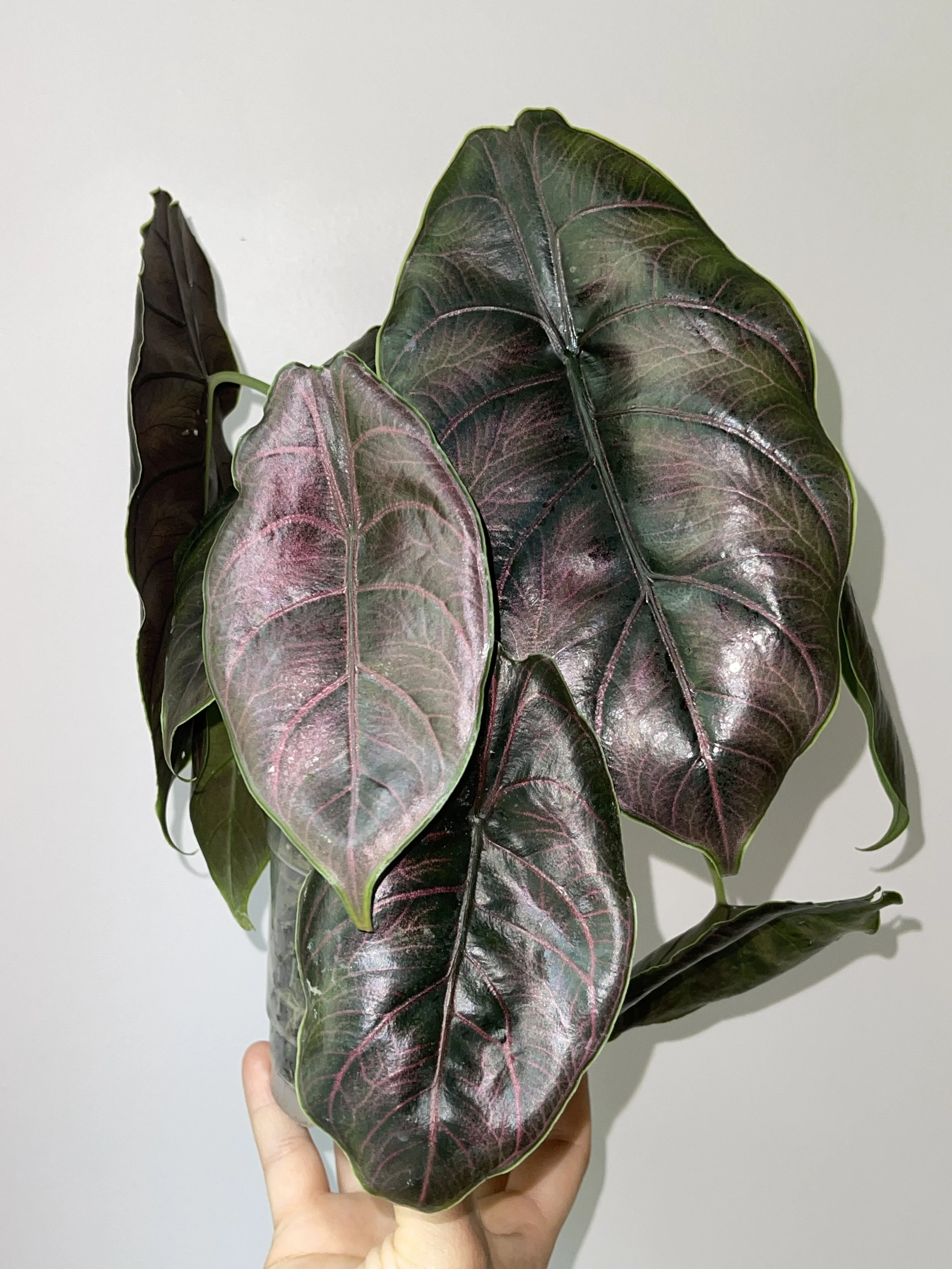 ALOCASIA ‘GREEN UNICORN’ — Aroidpedia