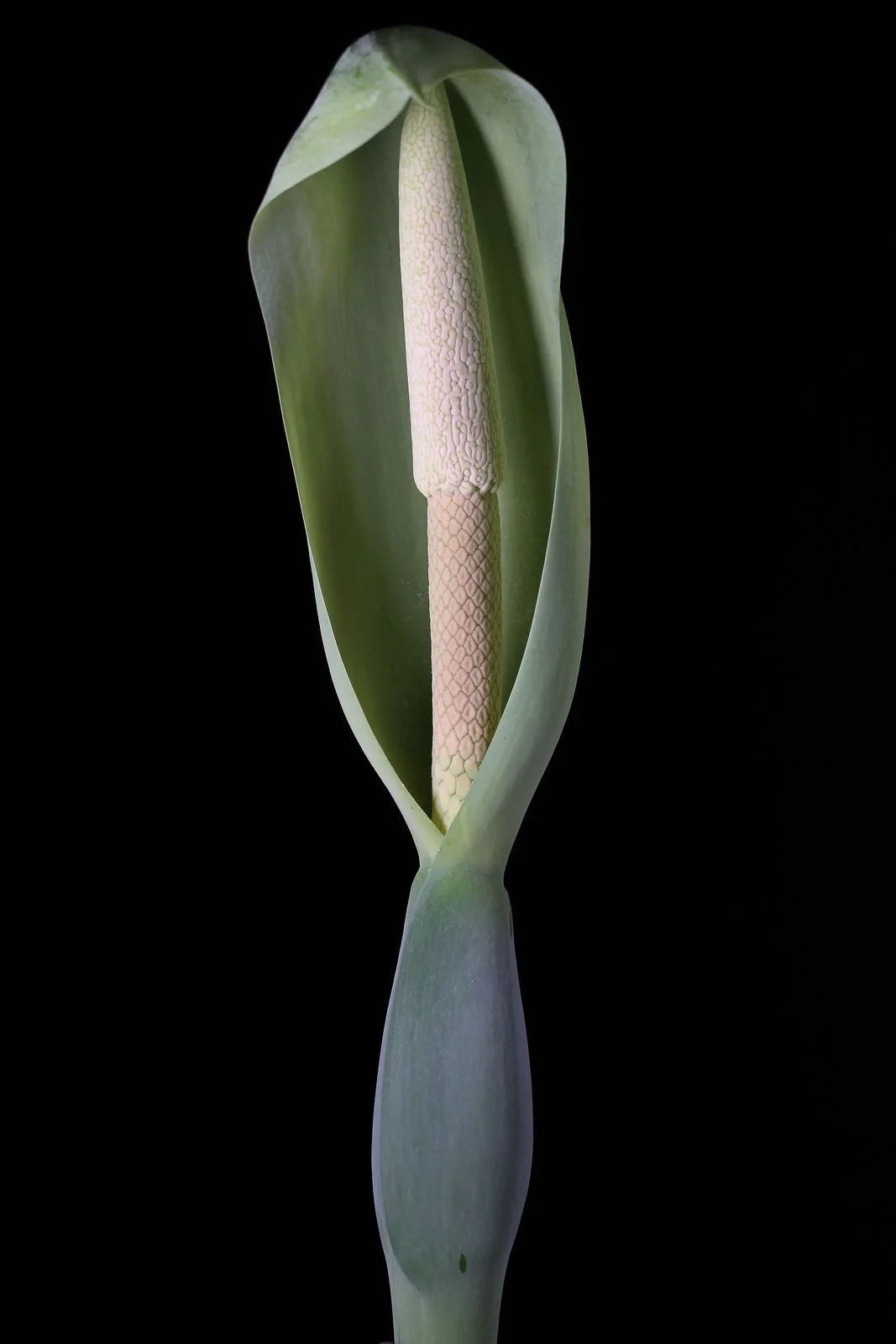 ALOCASIA MACRORRHIZOS — Aroidpedia