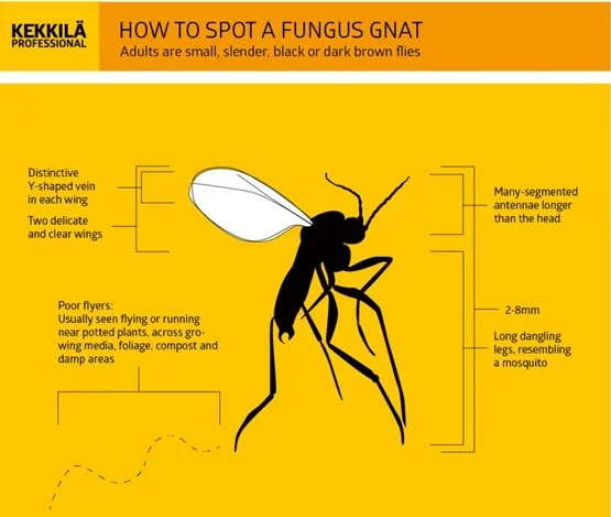 Fungus Gnats | Control Pests Now — Aroidpedia