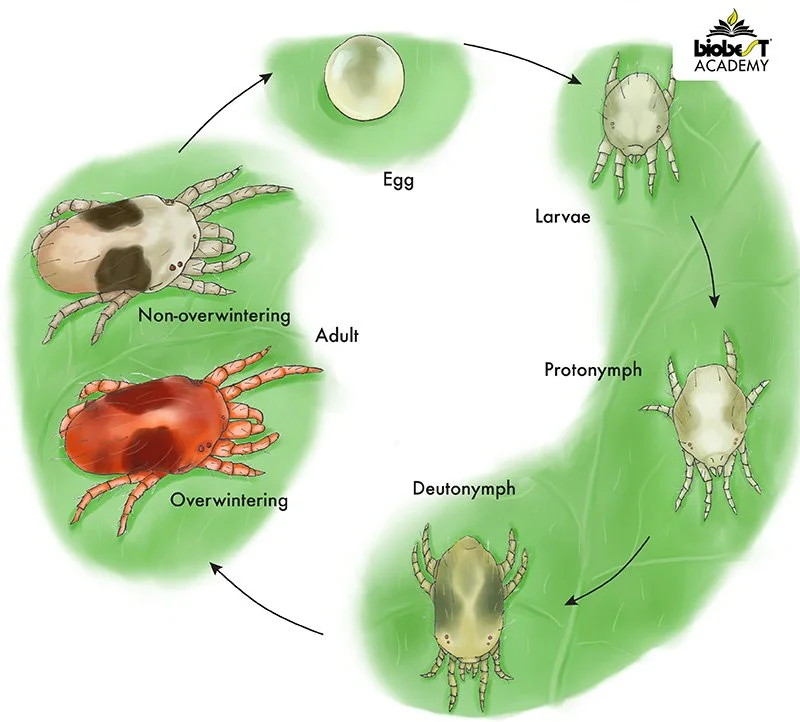 Spider Mites | Control Them Now — Aroidpedia