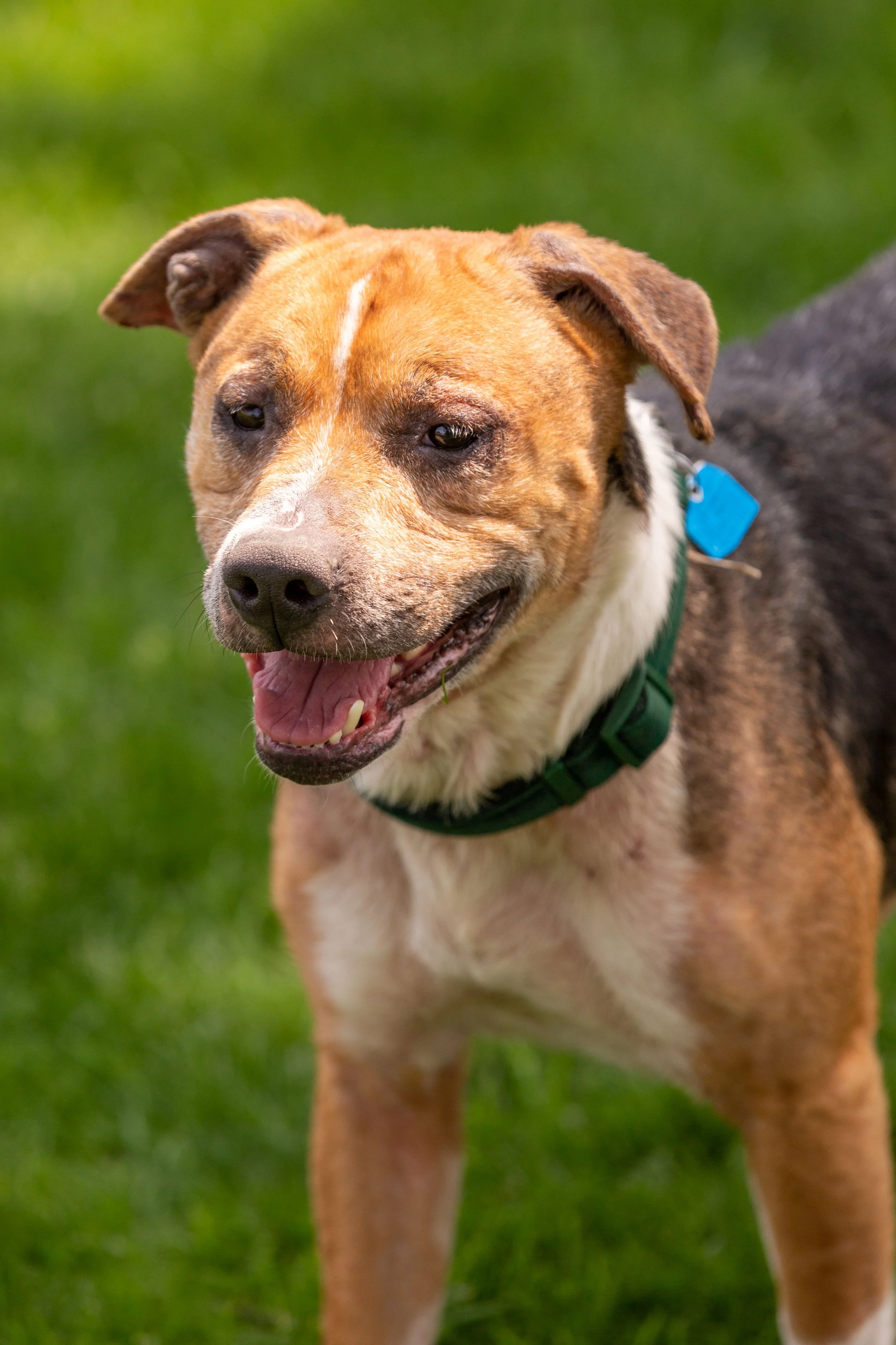 Adopt Heartwarming Long Stay Dogs | Find Your Forever Companion Today ...