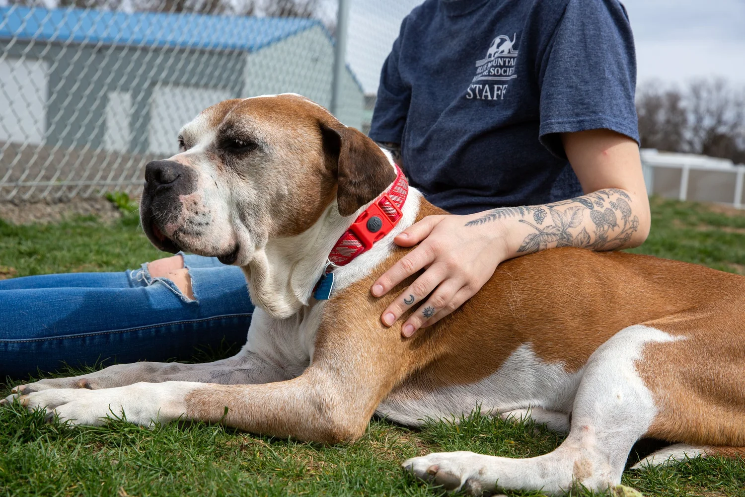 Dogs — Blue Mountain Humane Society | Animal Welfare in Walla Walla, WA
