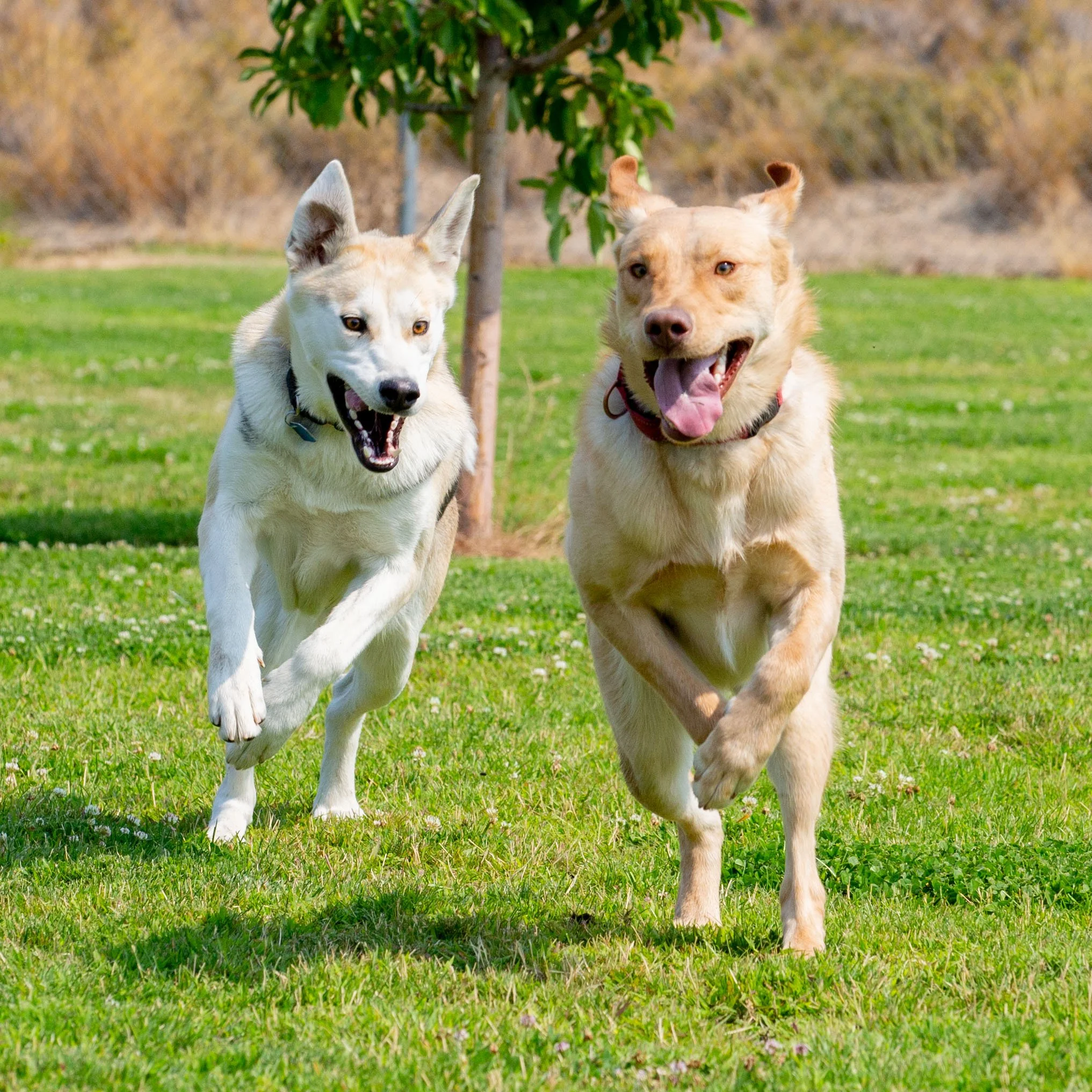Blue Mountain Humane Society | Animal Welfare in Walla Walla, WA