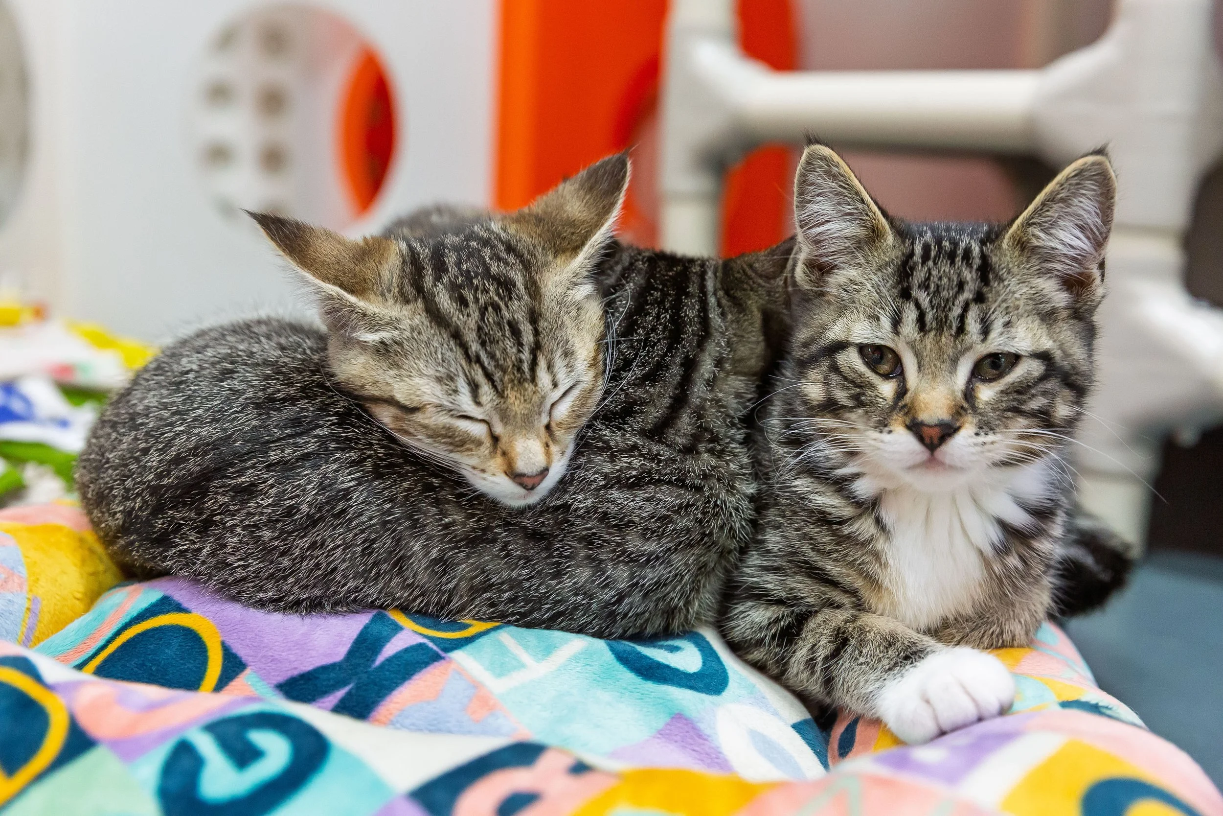 Blue Mountain Humane Society | Animal Welfare in Walla Walla, WA