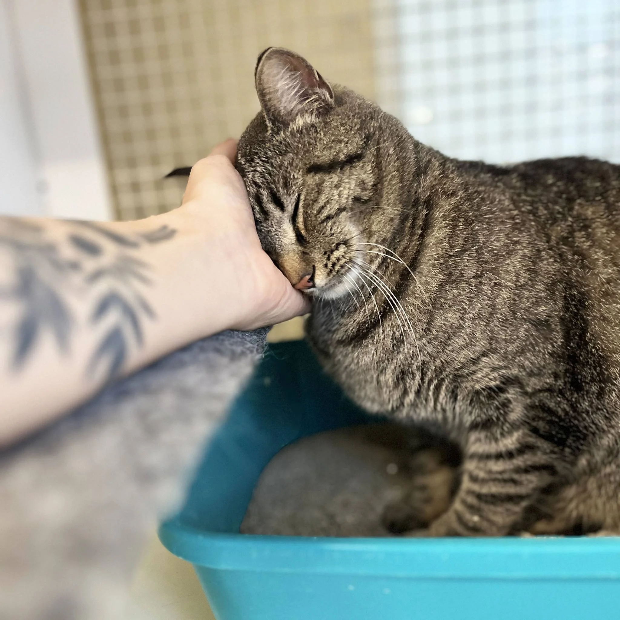 Blue Mountain Humane Society | Animal Welfare in Walla Walla, WA