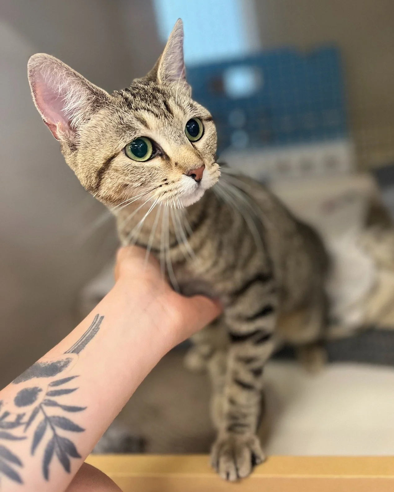 Blue Mountain Humane Society | Animal Welfare in Walla Walla, WA