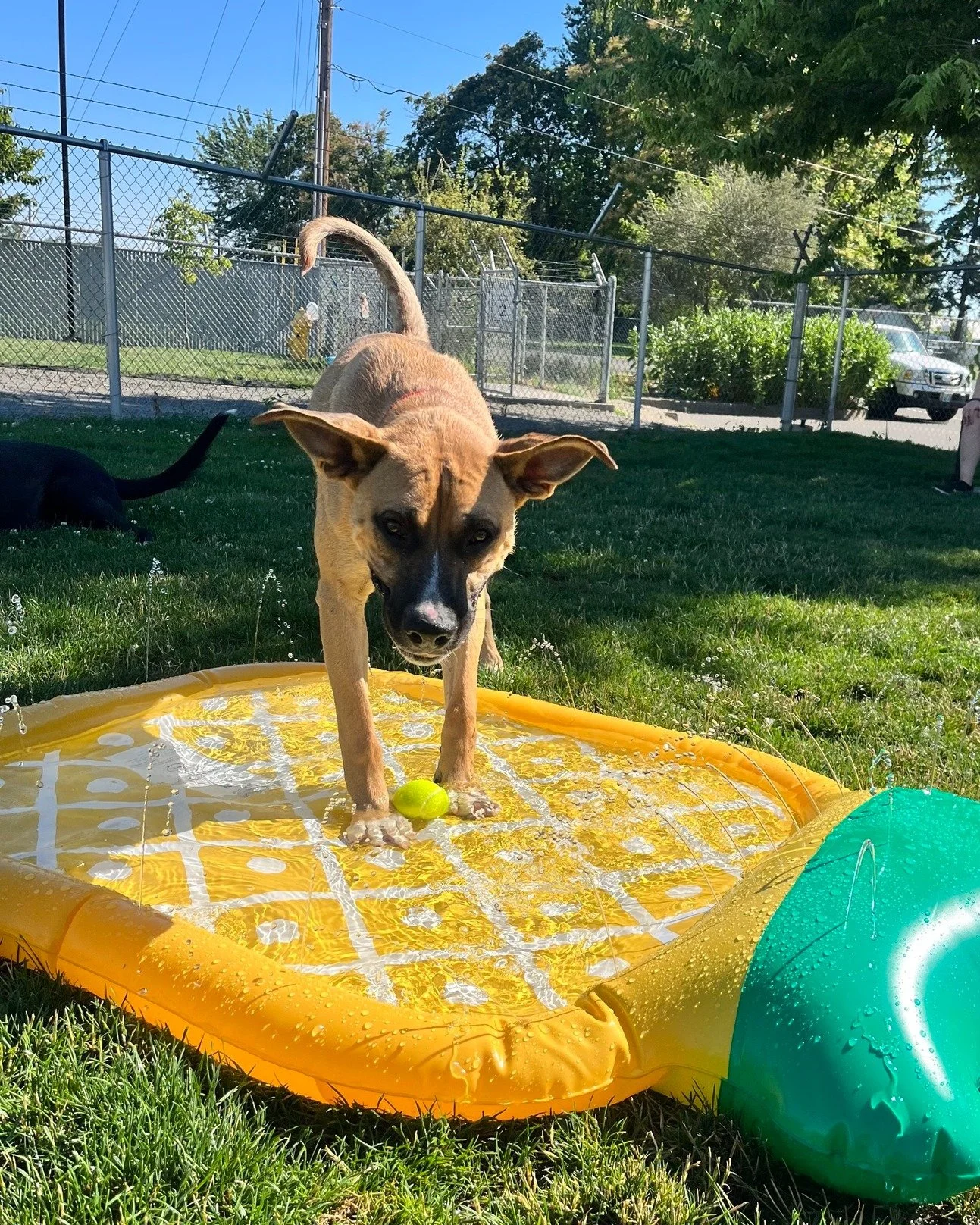 Blue Mountain Humane Society | Animal Welfare in Walla Walla, WA