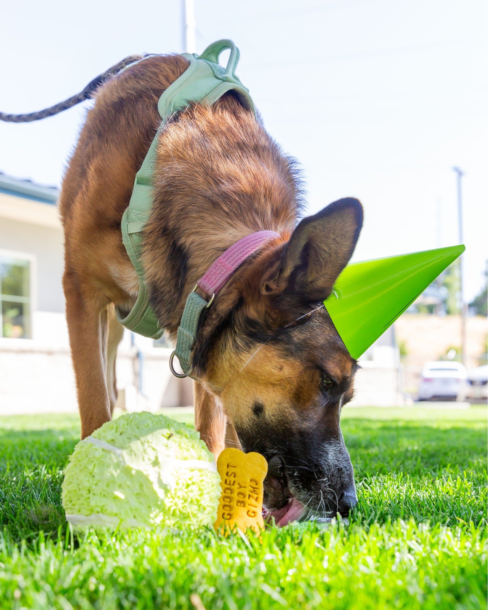 Blue Mountain Humane Society | Animal Welfare in Walla Walla, WA