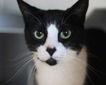 Adopt Heartwarming Long Stay Cats | Find Your Forever Companion Today ...