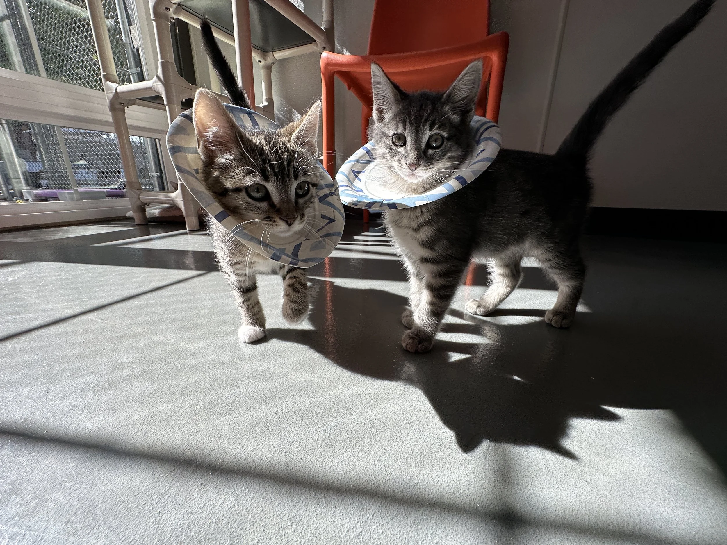 Cats — Blue Mountain Humane Society | Animal Welfare in Walla Walla, WA