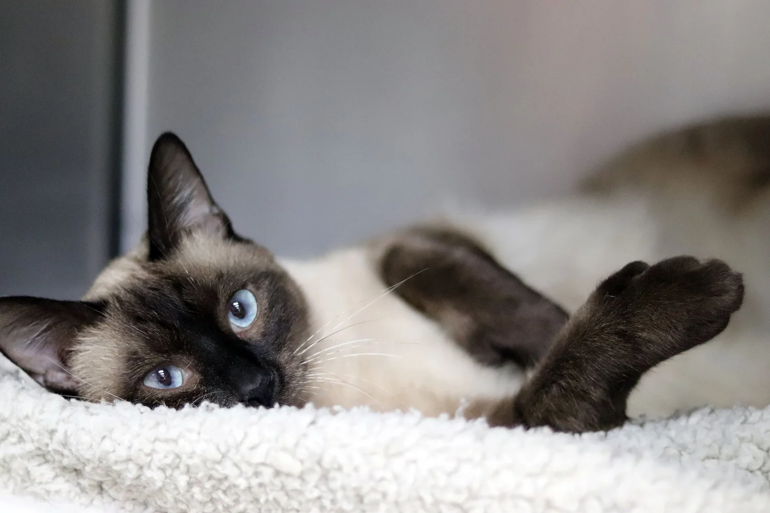 Blue Mountain Humane Society | Animal Welfare in Walla Walla, WA