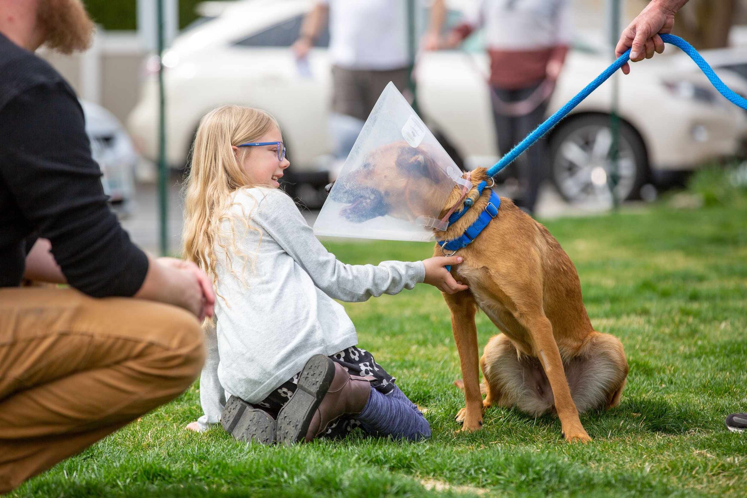 Dogs — Blue Mountain Humane Society | Animal Welfare in Walla Walla, WA