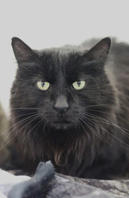 Adopt Heartwarming Long Stay Cats | Find Your Forever Companion Today ...