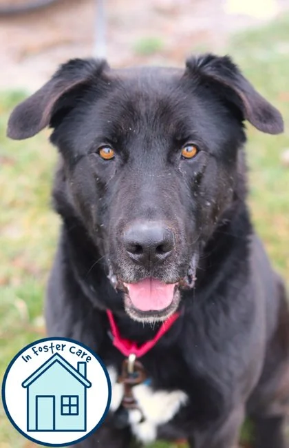 Adopt Heartwarming Long Stay Dogs | Find Your Forever Companion Today ...