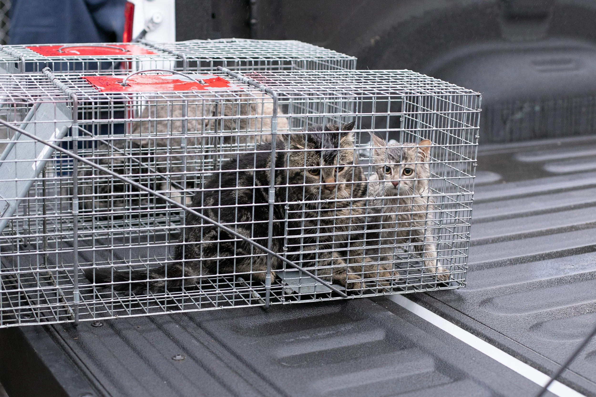 Trap Neuter Return — Blue Mountain Humane Society | Animal Welfare in ...