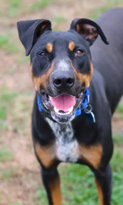 Adopt Heartwarming Long Stay Dogs | Find Your Forever Companion Today ...