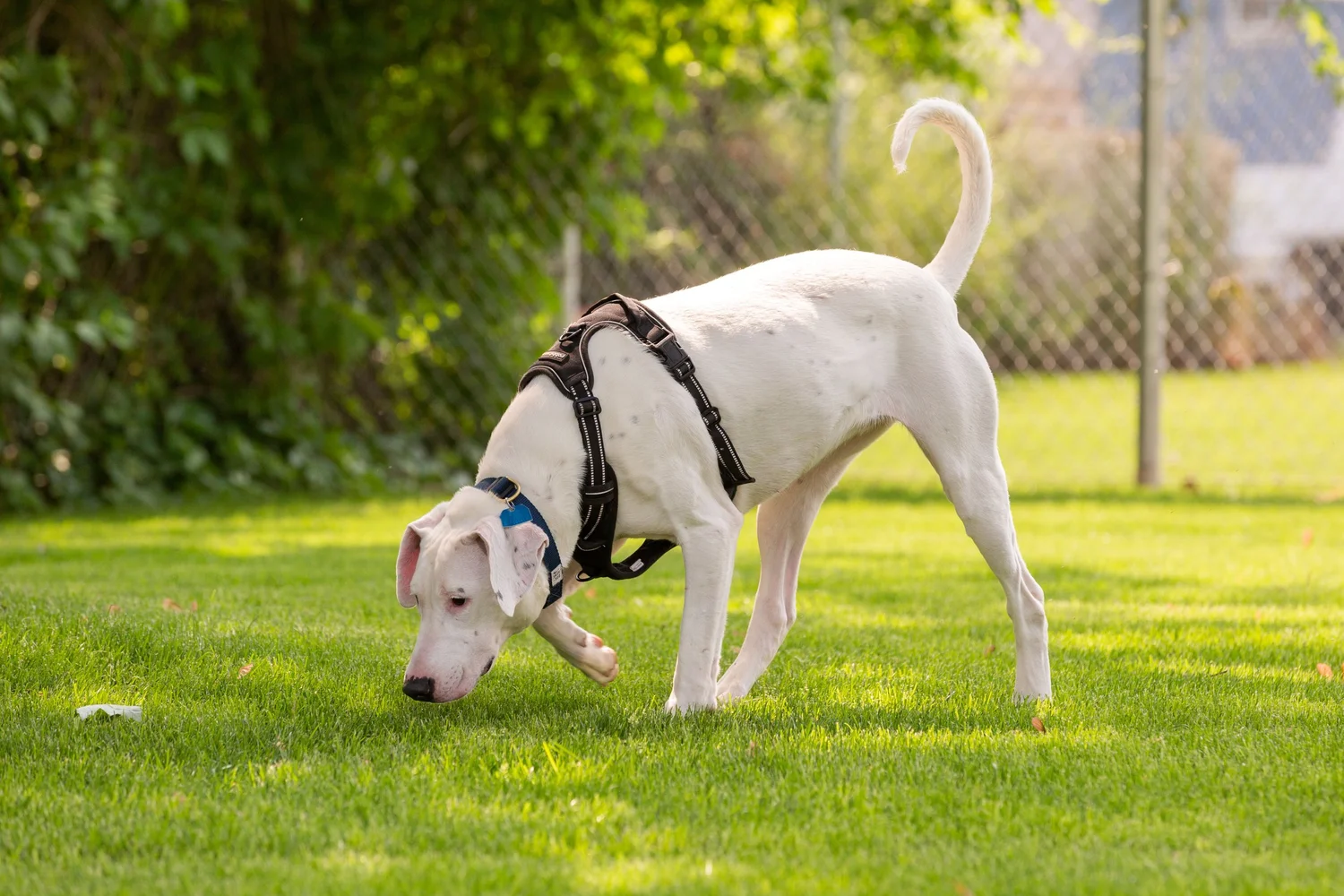 Regional Contact List — Blue Mountain Humane Society | Animal Welfare in Walla Walla, WA