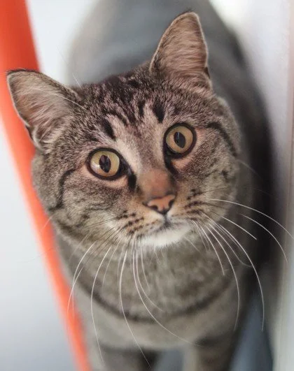 Adopt Heartwarming Long Stay Cats | Find Your Forever Companion Today ...