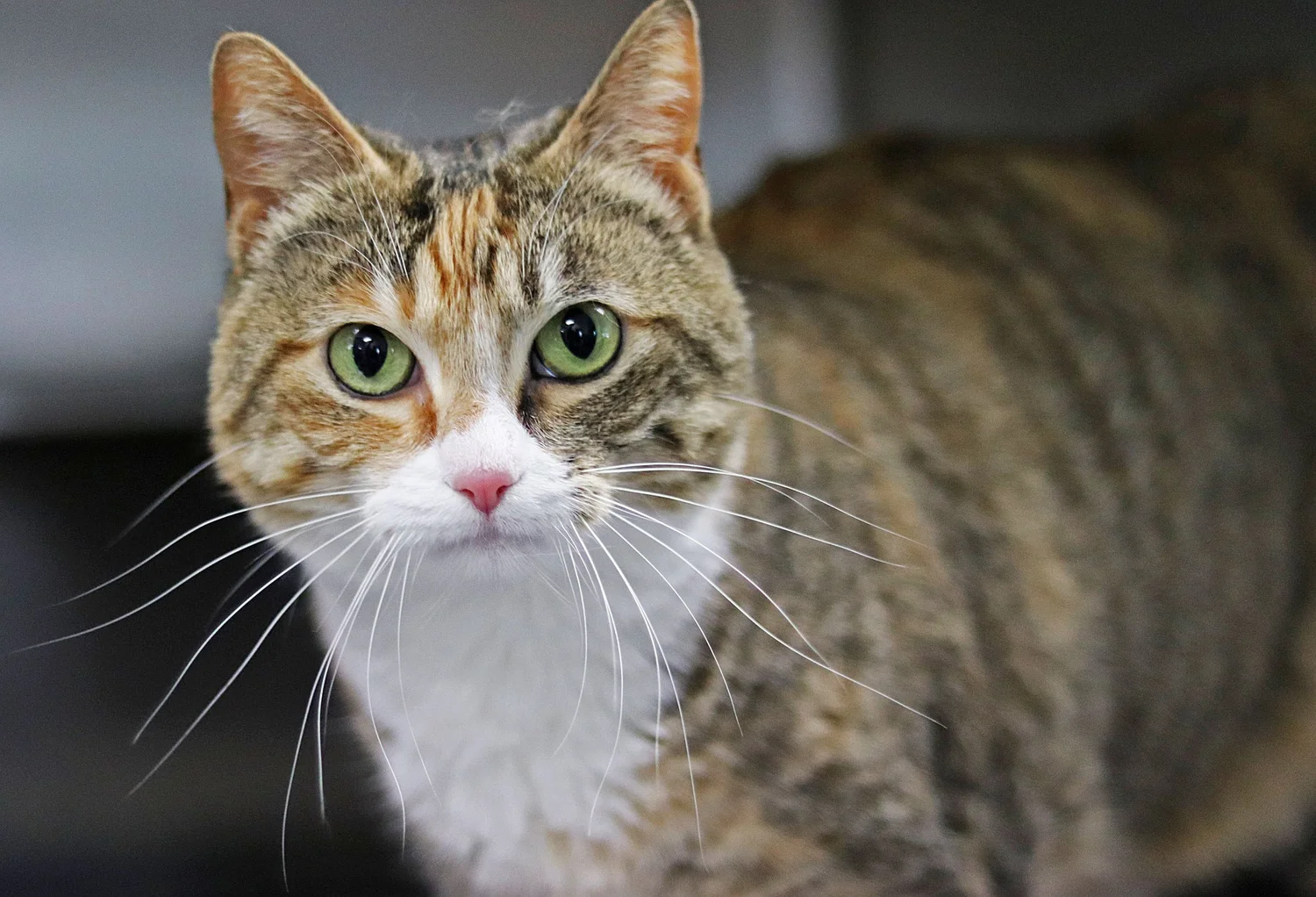 Adopt Heartwarming Long Stay Cats | Find Your Forever Companion Today ...