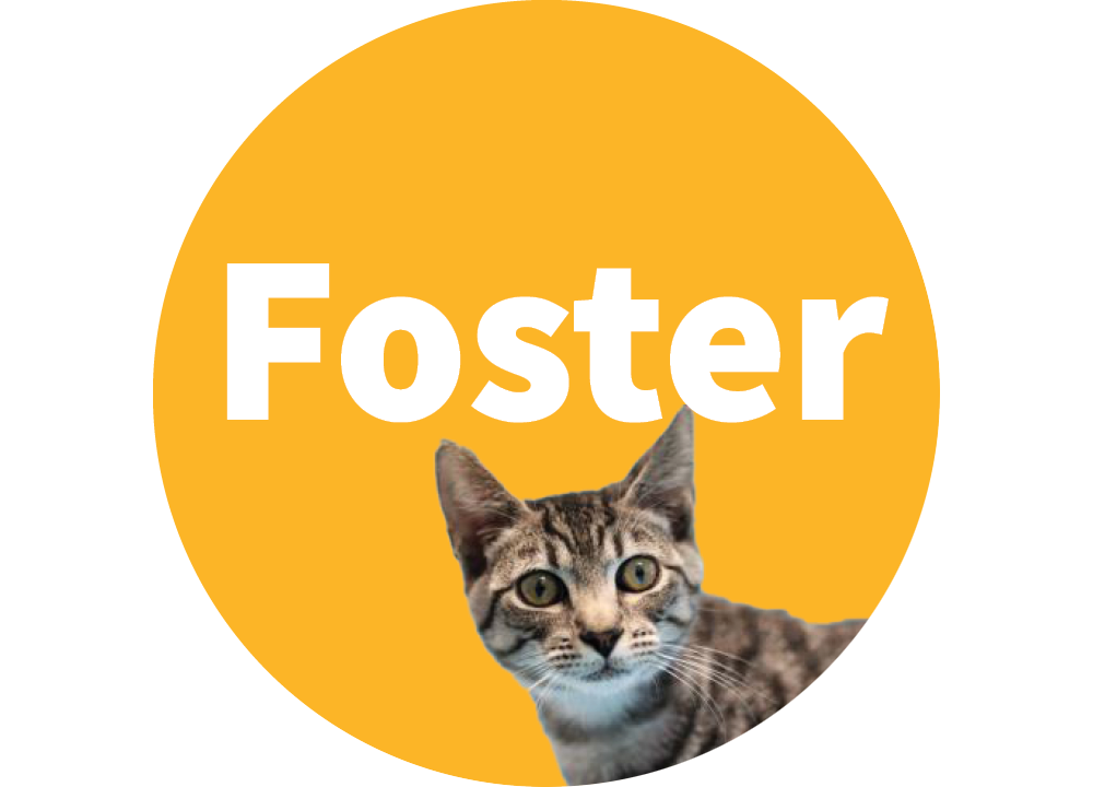 Blue Mountain Humane Society | Animal Welfare in Walla Walla, WA