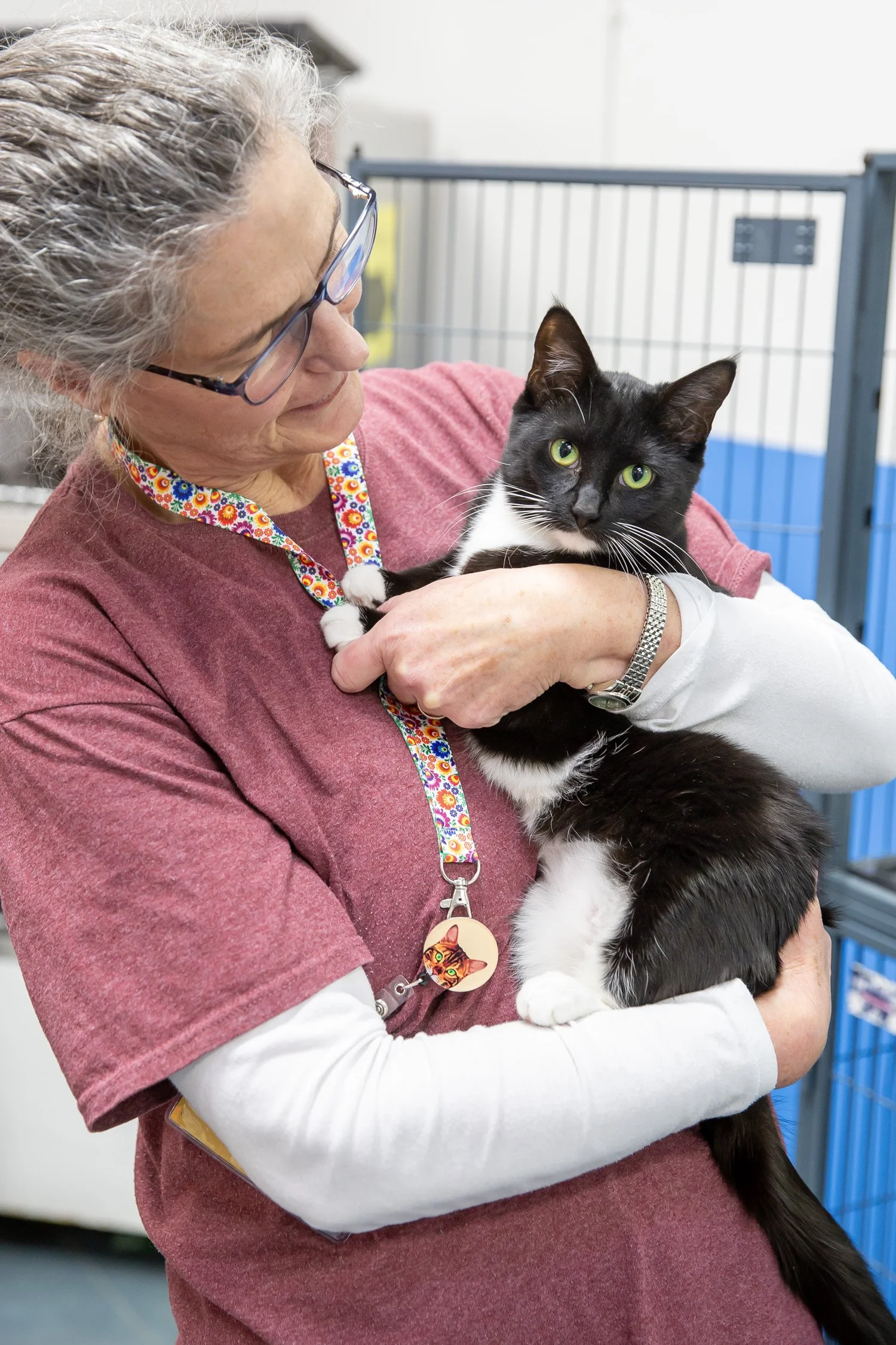 Cats — Blue Mountain Humane Society | Animal Welfare in Walla Walla, WA