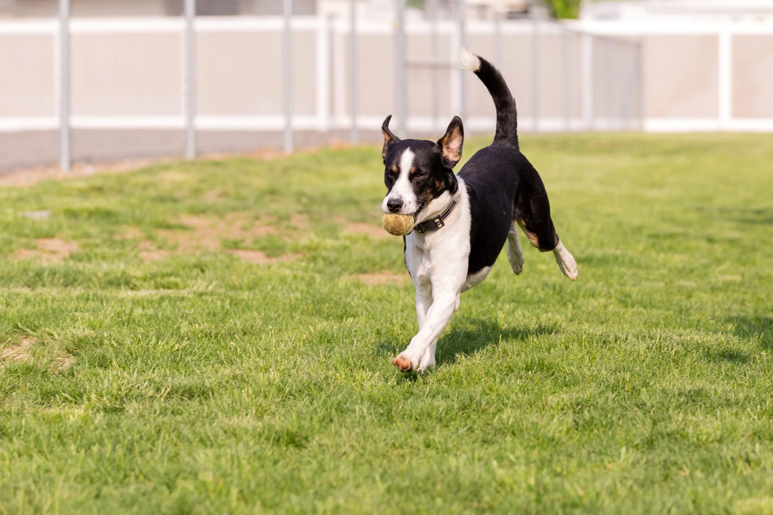 Calendar — Blue Mountain Humane Society | Animal Welfare in Walla Walla, WA