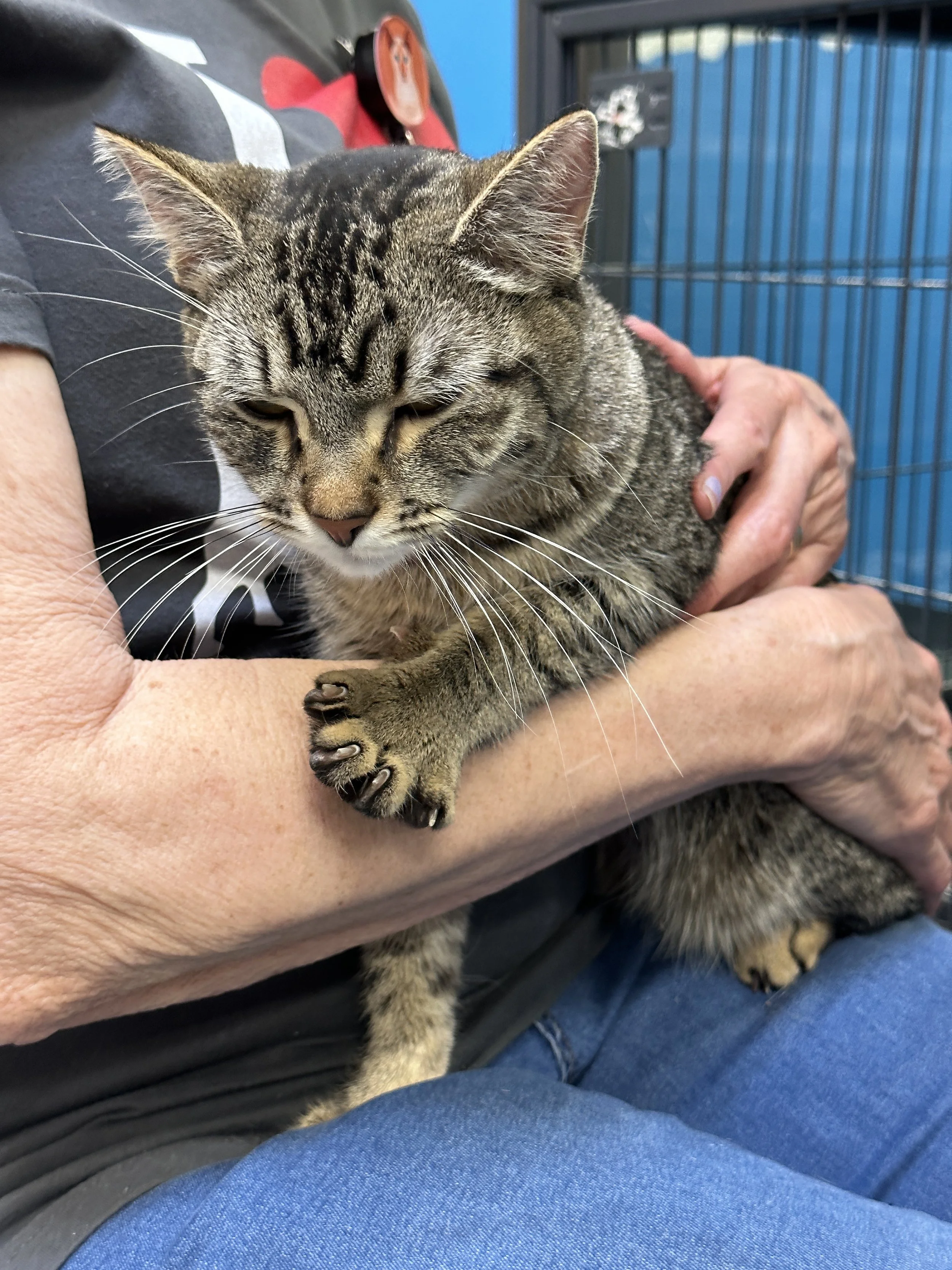 Blue Mountain Humane Society | Animal Welfare in Walla Walla, WA