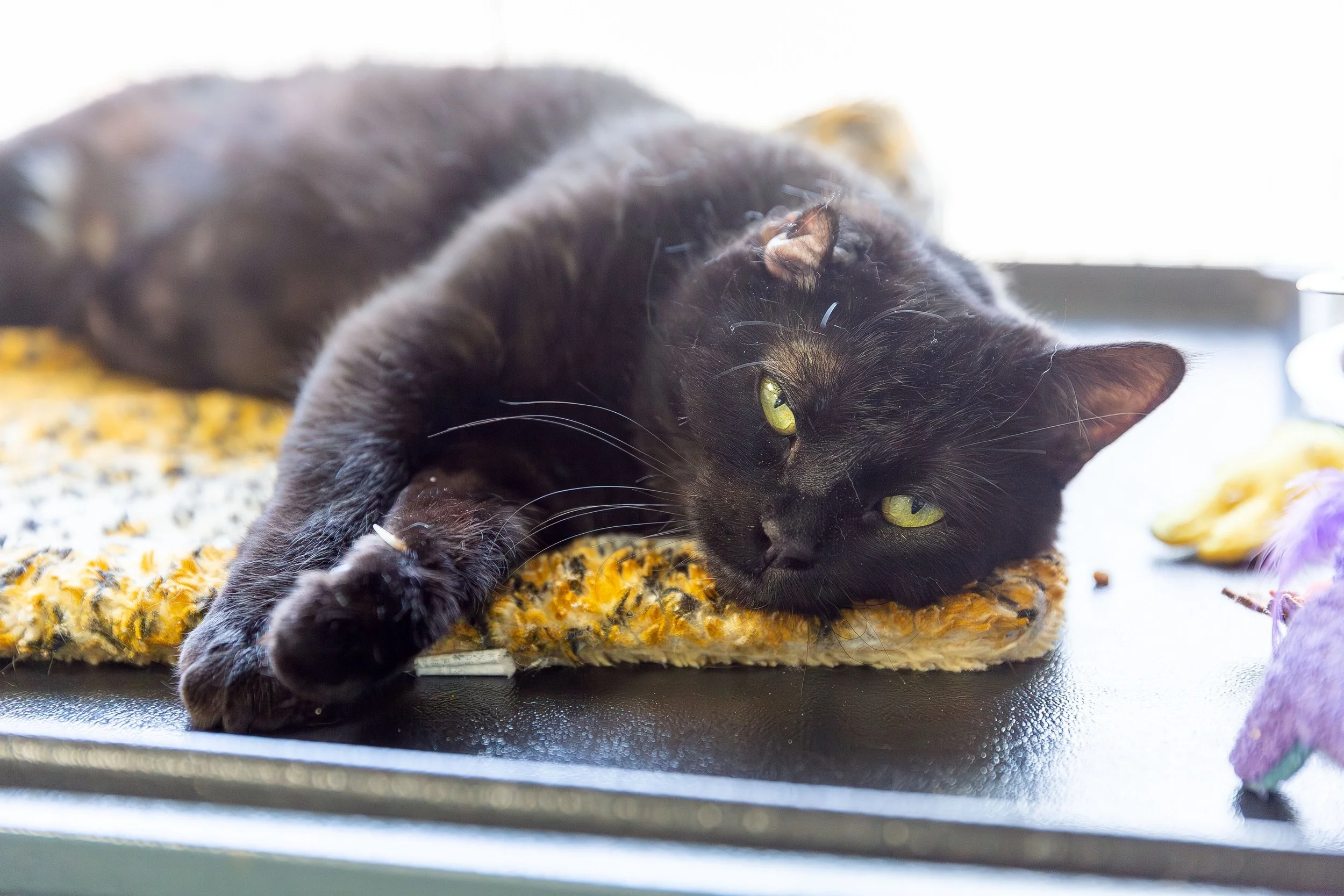 Adopt Heartwarming Long Stay Cats | Find Your Forever Companion Today ...