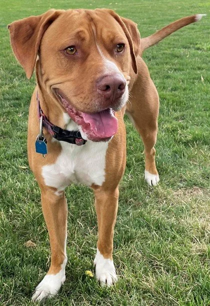 Adopt Heartwarming Long Stay Dogs | Find Your Forever Companion Today ...