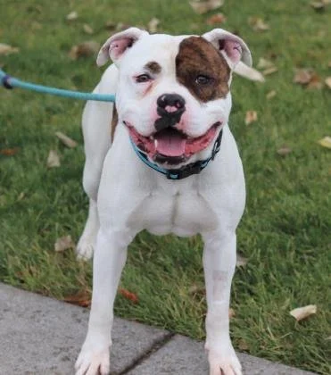 Adopt Heartwarming Long Stay Dogs | Find Your Forever Companion Today ...