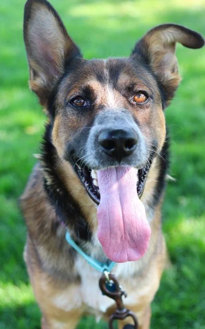 Adopt Heartwarming Long Stay Dogs | Find Your Forever Companion Today ...