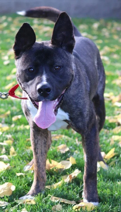 Adopt Heartwarming Long Stay Dogs | Find Your Forever Companion Today ...