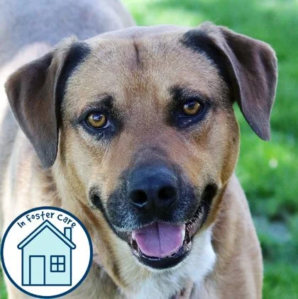 Adopt Heartwarming Long Stay Dogs | Find Your Forever Companion Today ...