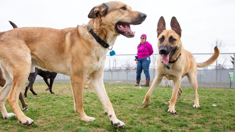 Blue Mountain Humane Society | Animal Welfare in Walla Walla, WA