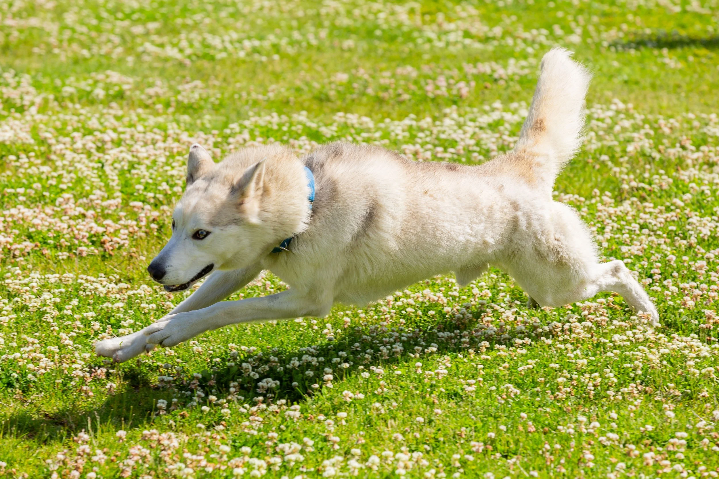 Blue Mountain Humane Society | Animal Welfare in Walla Walla, WA