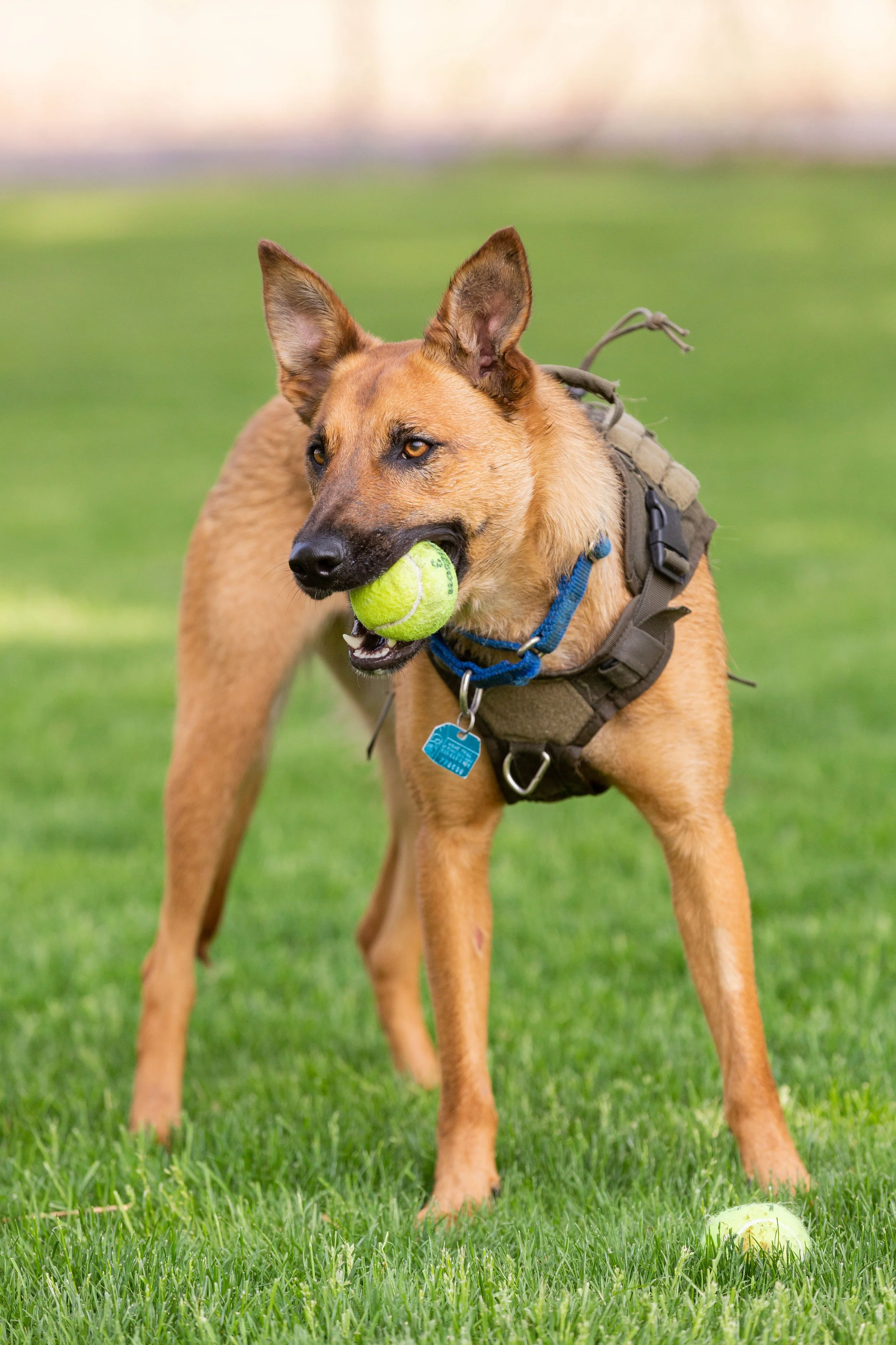 Blue Mountain Humane Society | Animal Welfare in Walla Walla, WA