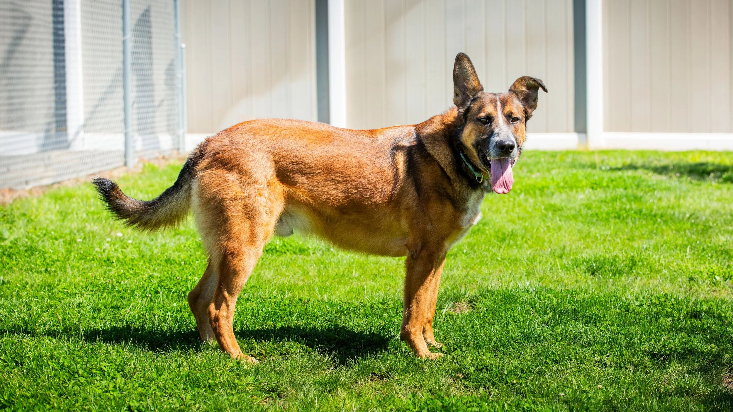 Blue Mountain Humane Society | Animal Welfare in Walla Walla, WA