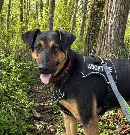 Adopt Heartwarming Long Stay Dogs | Find Your Forever Companion Today ...